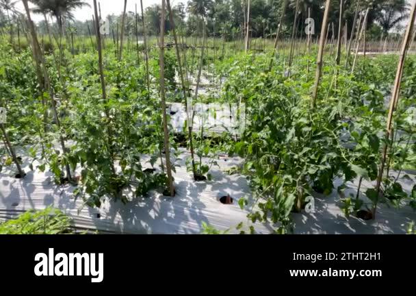 Tomato plants raised in farmers' fields, traditional food crop ...