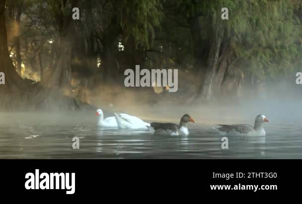 Some ducks swim between the mist of Lake Camecuaro and the first rays ...