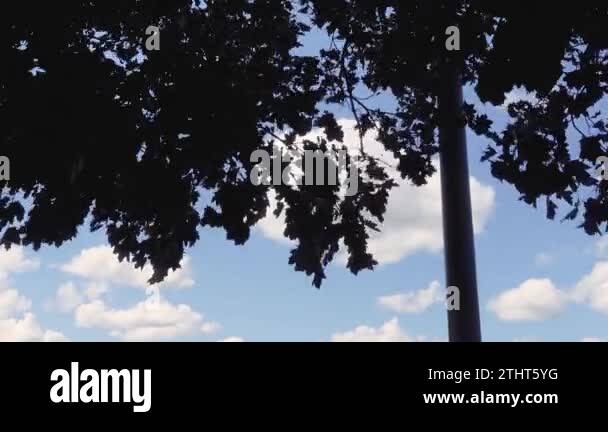 A static shot of the tree top of a huge plane tree. Sun rays in the ...