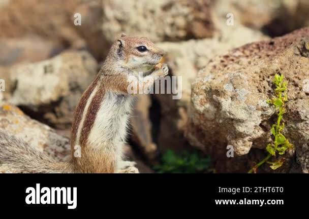 Creatures back Stock Videos & Footage - HD and 4K Video Clips - Alamy