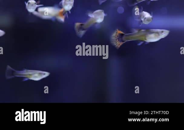 Guppy fish horde in home fish tank macro close up. Home hobby. Poecilia ...