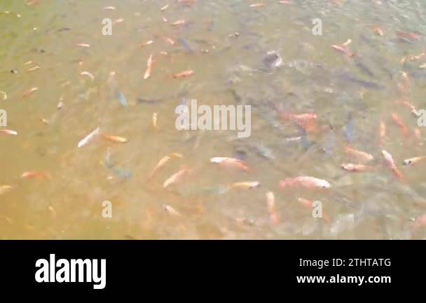 Various size group of Tilapia, pangas catfish, nile tilapia, gold fish ...