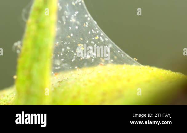 Macro tomato plant Stock Videos & Footage - HD and 4K Video Clips - Alamy
