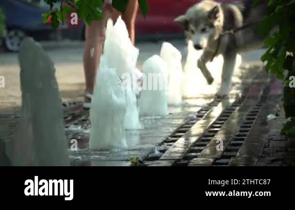Summer splash animal Stock Videos & Footage - HD and 4K Video Clips - Alamy