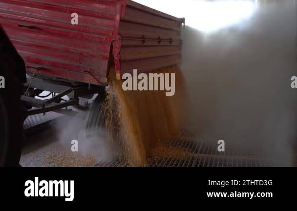 Harvested Corn Grain Being Poured From A Tractor Trailer Into A Grain ...
