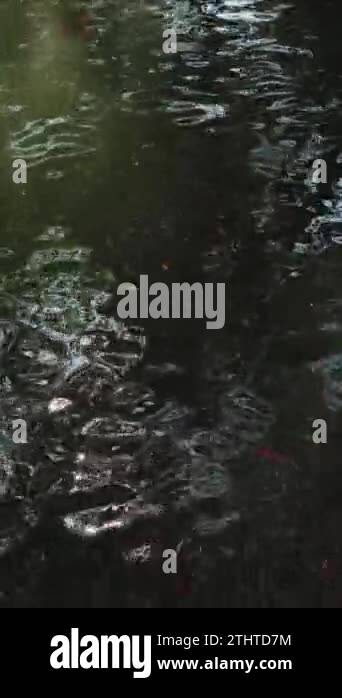 VERTICAL VIDEO: School of koi fish swims under surface of the water in ...
