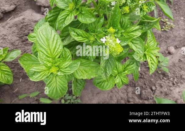 Bush of the green basil on a field, top view Stock Video Footage - Alamy