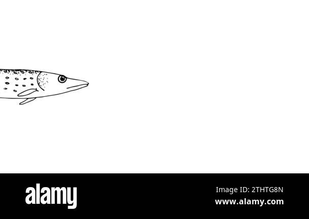 Freshwater fish illustration Stock Videos & Footage - HD and 4K Video ...