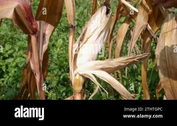 Harvest stem Stock Videos & Footage - HD and 4K Video Clips - Alamy
