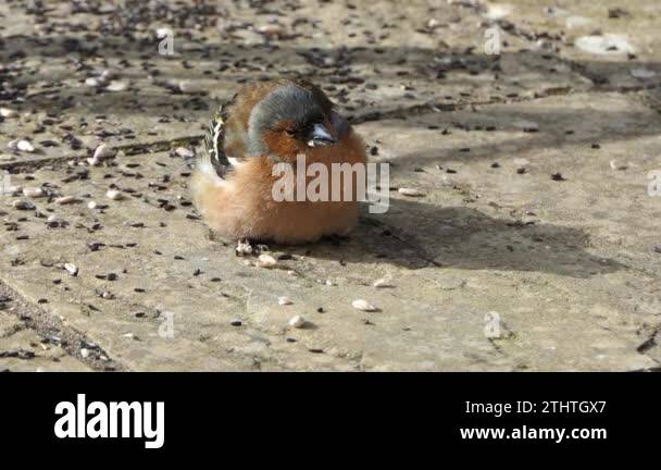 Trichomoniasis bird Stock Videos & Footage - HD and 4K Video Clips - Alamy