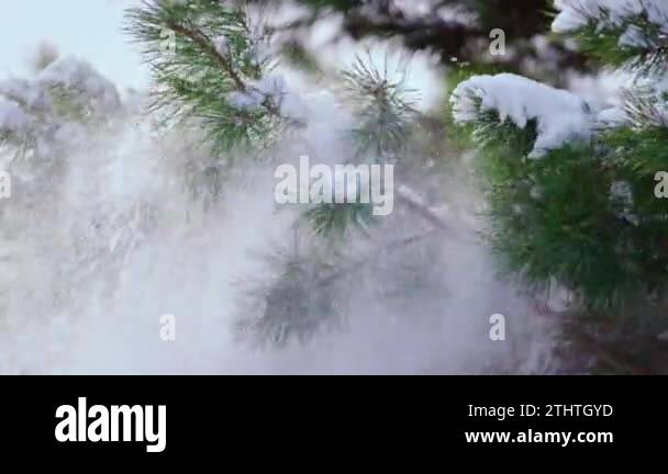 Green forest little snow Stock Videos & Footage - HD and 4K Video Clips ...