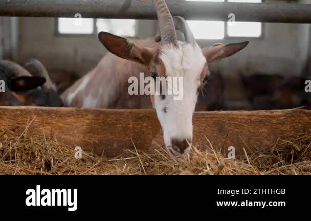 Dried food stall Stock Videos & Footage - HD and 4K Video Clips - Alamy