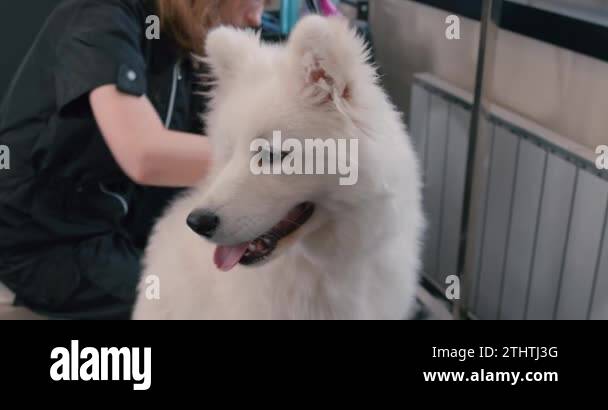 white husky with protruding tongue gets pleasure from air drying and ...