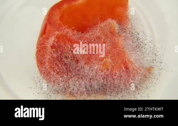 Example of food mould from a close-up to macro view. The spread of ...