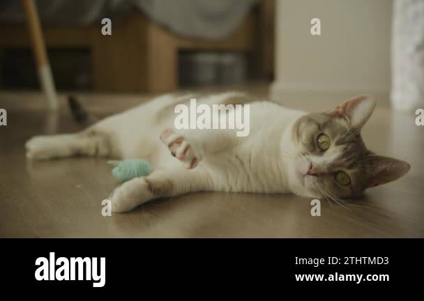 Funny cat stretching paw claws Stock Videos & Footage - HD and 4K Video ...