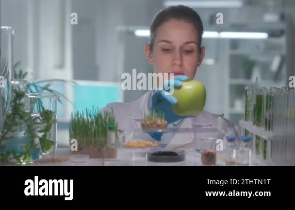 Skilled woman geneticist examining green apple and injects pesticides ...