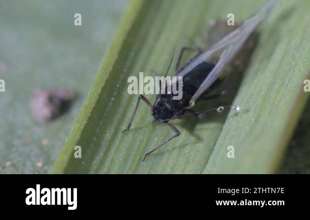 Truncated wings Stock Videos & Footage - HD and 4K Video Clips - Alamy