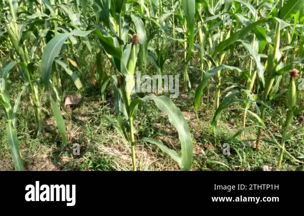 Traditional maize cultivation Stock Videos & Footage - HD and 4K Video ...