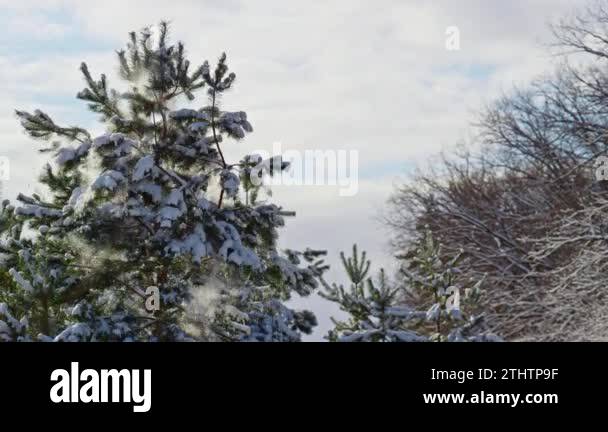 Snow falling from spruce tree Stock Videos & Footage - HD and 4K Video ...