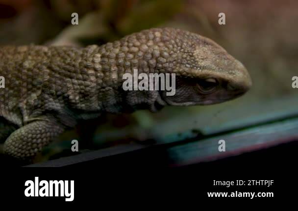 varanus exanthematicus Savannah monitor lizards are robustly built ...