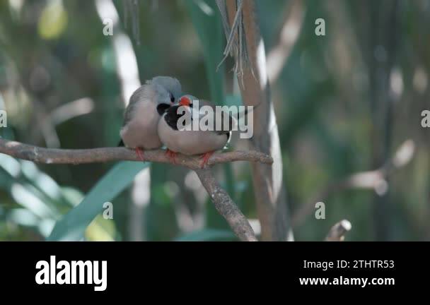 Two long-tailed finch birds is on a tree among grass. Two birds are ...