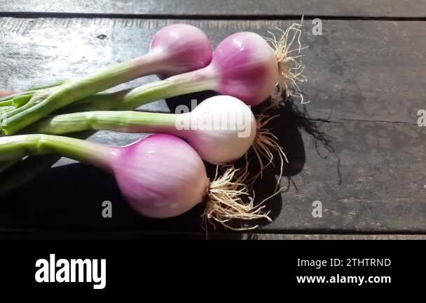 Spring or green onion. Green onion with leaves. It is a most popular ...