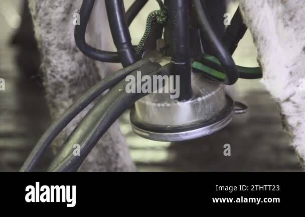 Milking machine is decant milk from udder of a cow close up Stock Video ...