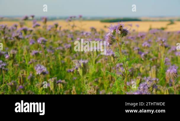 Lacy phacelia tanacetifolia boraginaceae Stock Videos & Footage - HD ...