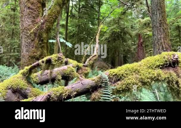 MacMillan Provincial Park Seven Wonders of Canada Vancouver island ...