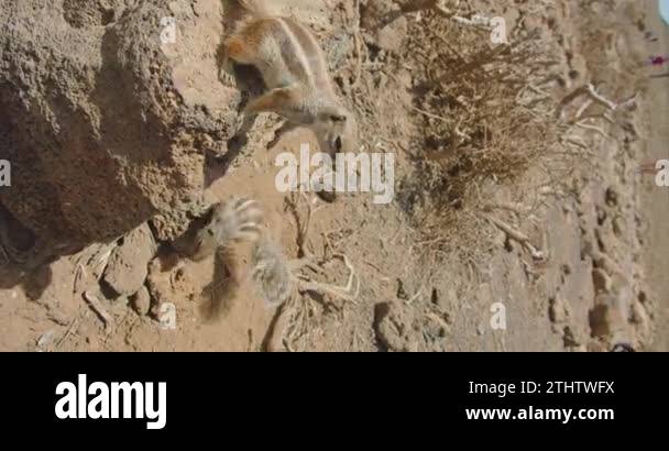 Wild animal in human habitat Stock Videos & Footage - HD and 4K Video ...