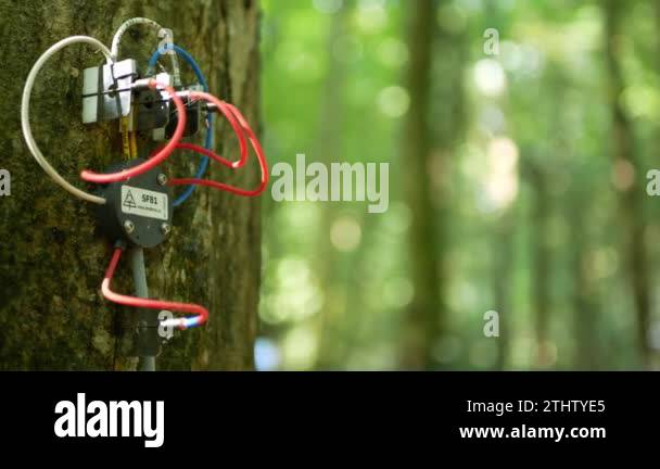 Scientific measurement tree sap flow transpiration water science ...