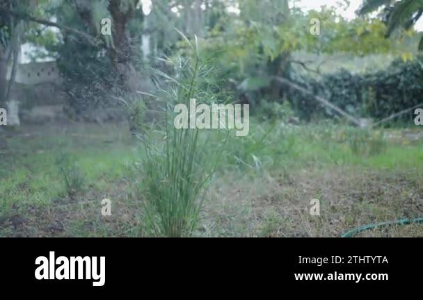 Horizontal plant plants Stock Videos & Footage - HD and 4K Video Clips ...