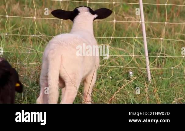 Little lamb with black head and attentive mother sheep caring for the grazing sheep in organic ...