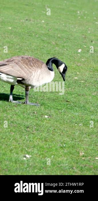 Goose side profile Stock Videos & Footage - HD and 4K Video Clips - Alamy