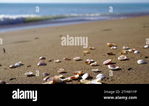 Attractive shells Stock Videos & Footage - HD and 4K Video Clips - Alamy