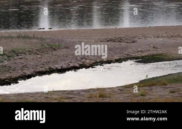 Extreme low water line in river Rhine Dsseldorf in extreme drought with ...