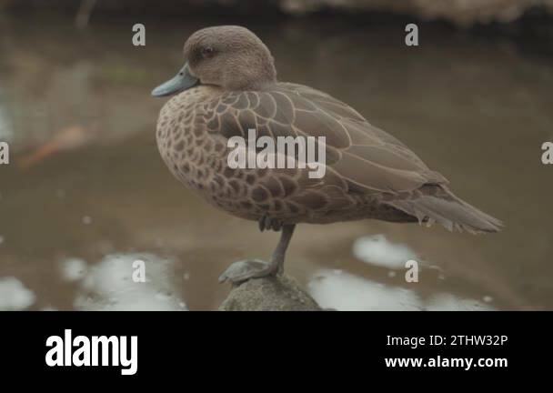 Beautiful Female Mandarin duck Aix galericulata perching duck species ...
