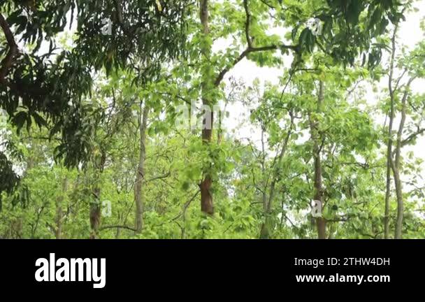 Intense forest Of Ilambazar CD block in Bolpur subdivision of Birbhum ...