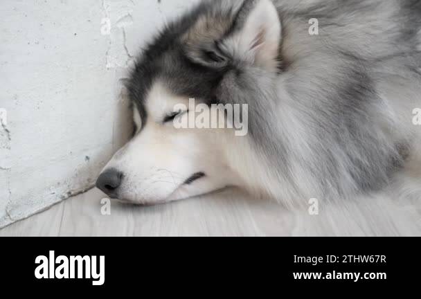 Close up face of a cute Siberian Husky dog laying down on the floor falling to sleep Stock Video ...