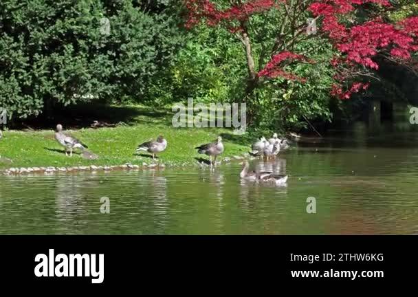 The bar-headed goose, Anser indicus is a goose that breeds in Central ...