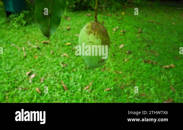 Green mango hanging Stock Videos & Footage - HD and 4K Video Clips - Alamy