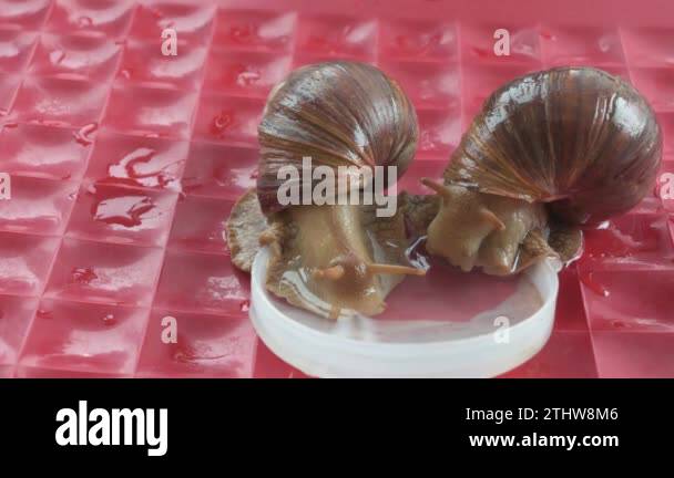 Two big snails (Lissachatina fulica) are drinking water from the lid ...