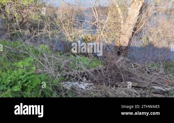 ecological problems. polluted water. flood. Ukraine. ecological ...