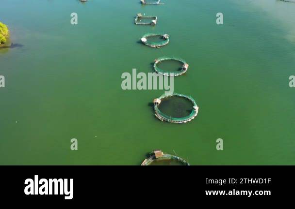 Aerial view of Fish farm with cages for fish and shrimp. Fish ponds for ...
