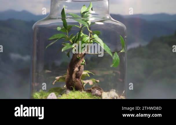 wonders of an ecosystem in a jar with this mesmerizing vertical video ...