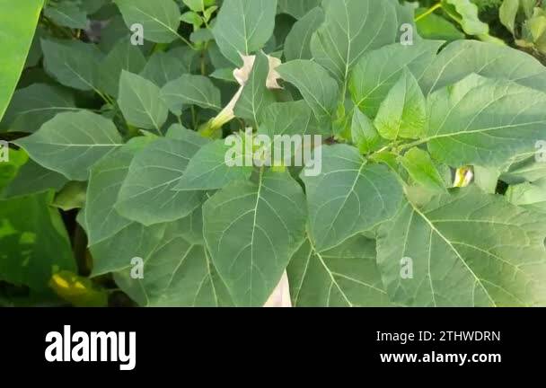 Datura plant with flowers. Its other names thornapples, jimsonweeds ...