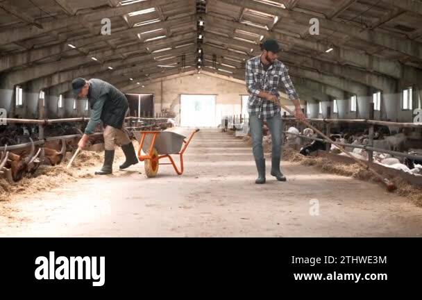 Attractive Caucasian farmers cleaning goatshed. Handsome men wearing ...