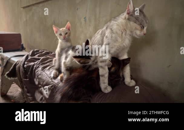 Homeless and sad mother cat feeds her adult kittens on the street. A wild homeless cat with a ...