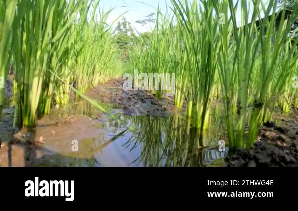 Rice plants in rice fields that are still small in their period of ...