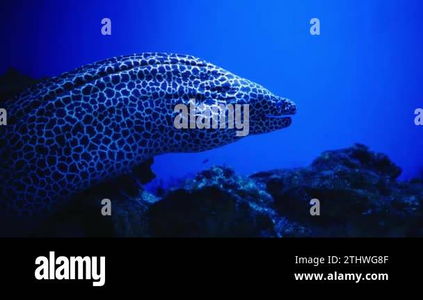 Close-up of a mediterranean moray eel swimming underwater in an ...